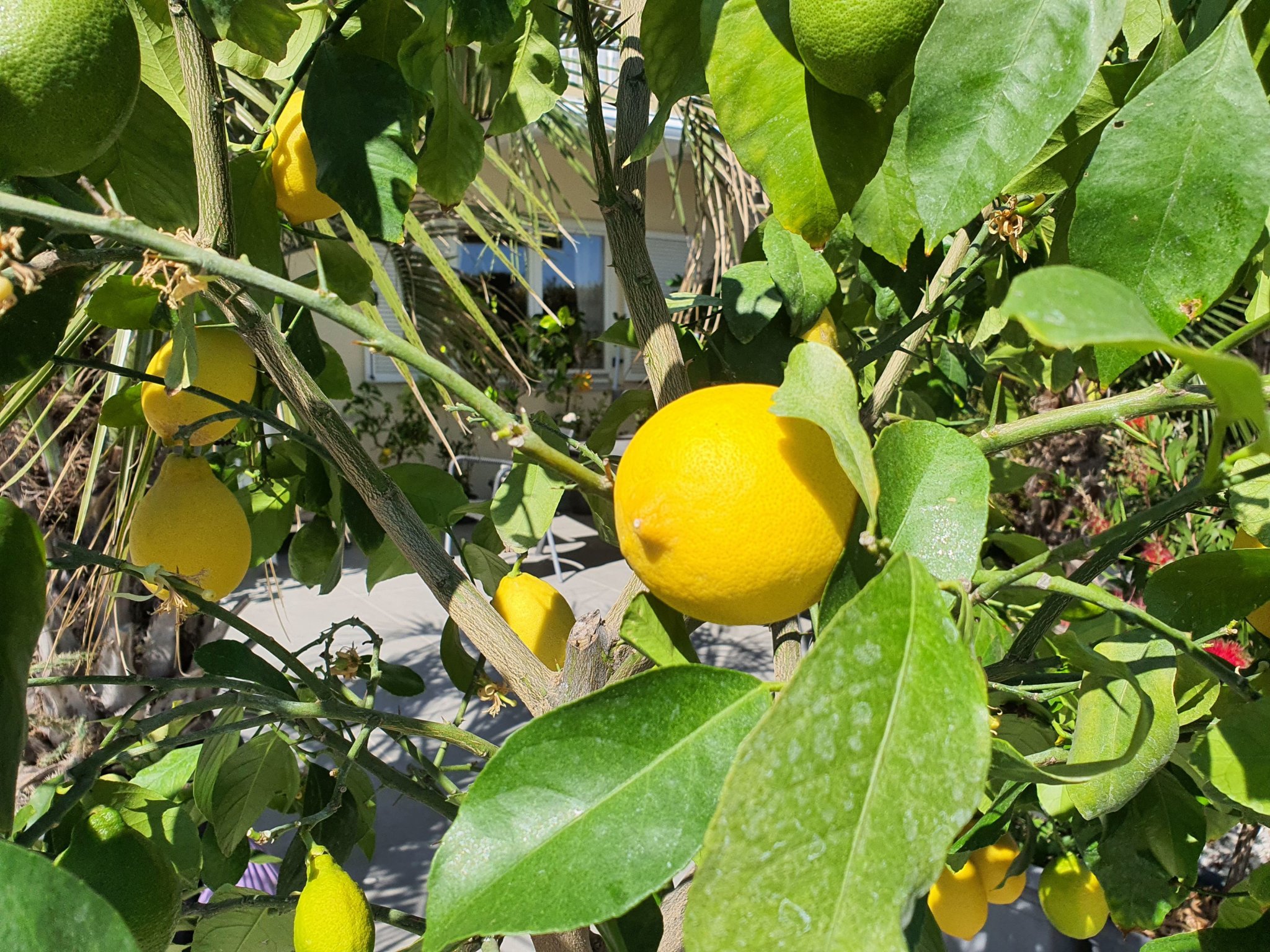 Zitronen - ÖKGV – Österreichischer Koch- und Genussverband